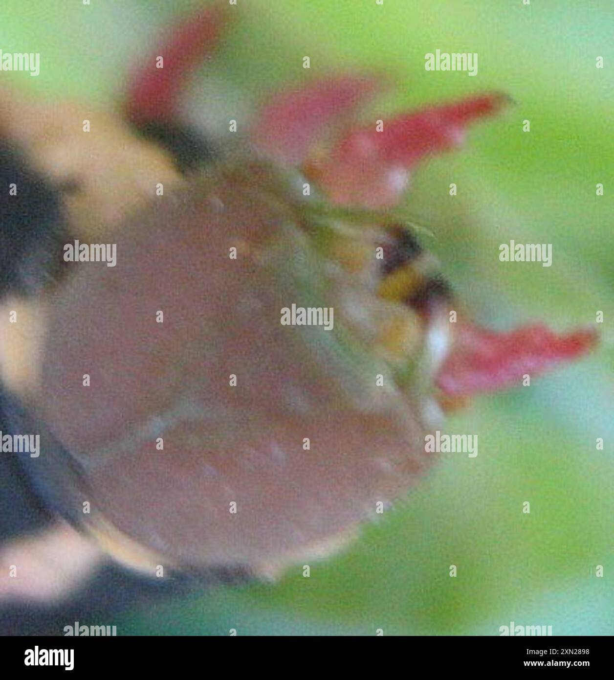 Vine Hawkmoth (Hippotion celerio) Insecta Stock Photo - Alamy