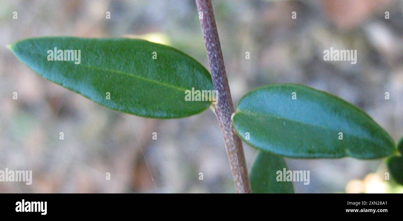 African olive (Olea europaea cuspidata) Plantae Stock Photo - Alamy