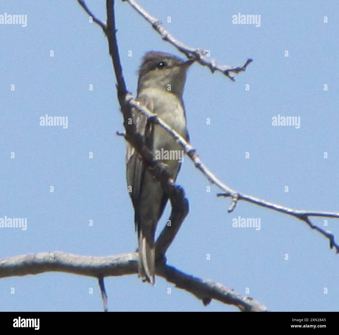 Western Wood-Pewee (Contopus sordidulus) Aves Stock Photo - Alamy