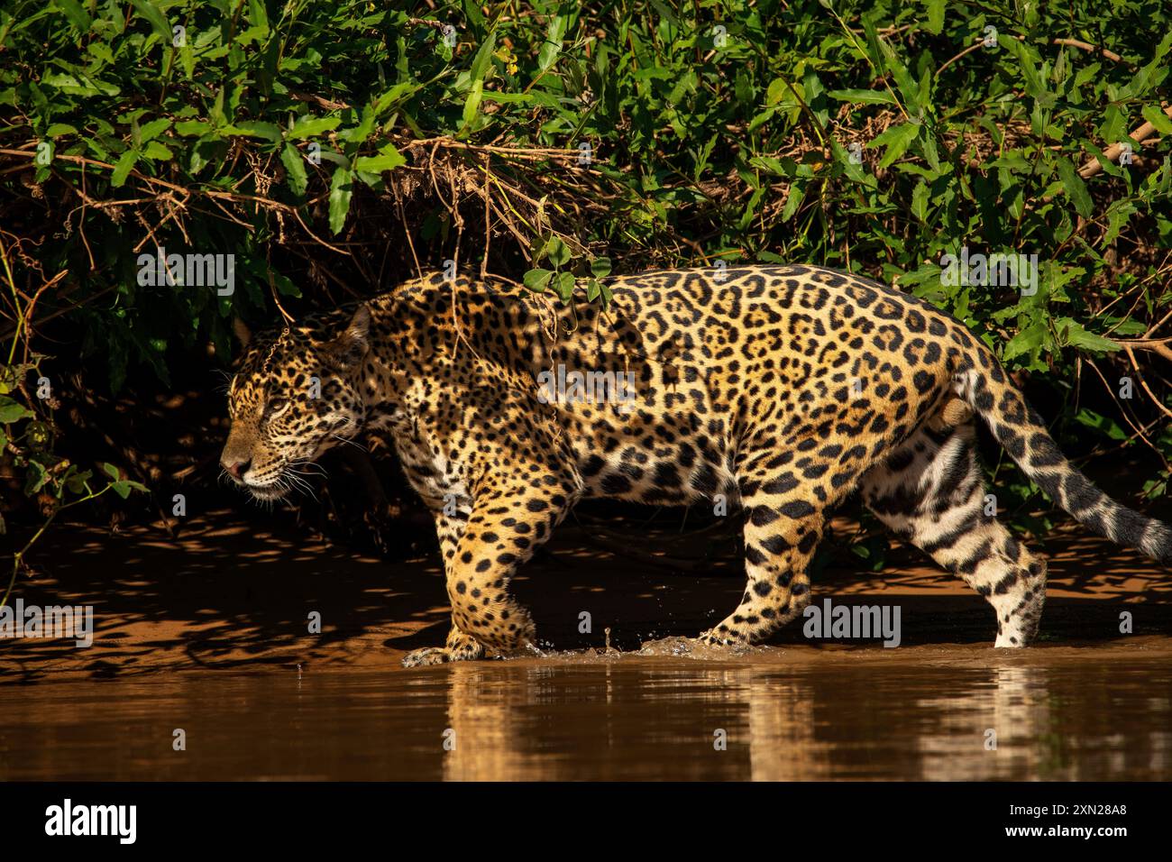 Jaguar, the biggest South American cat, Meeting of Waters Park the best ...