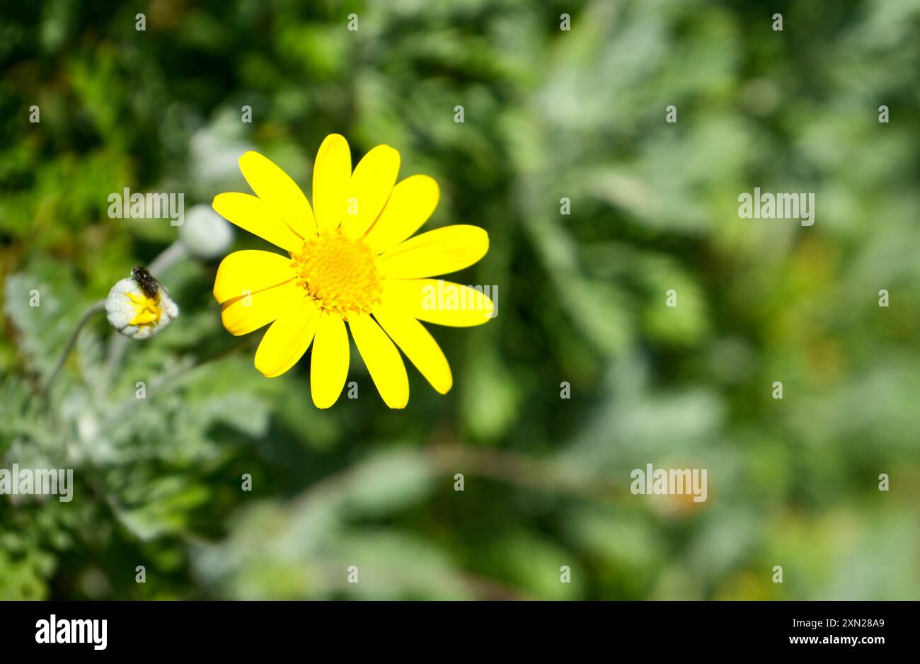 Crown daisy hi-res stock photography and images - Alamy