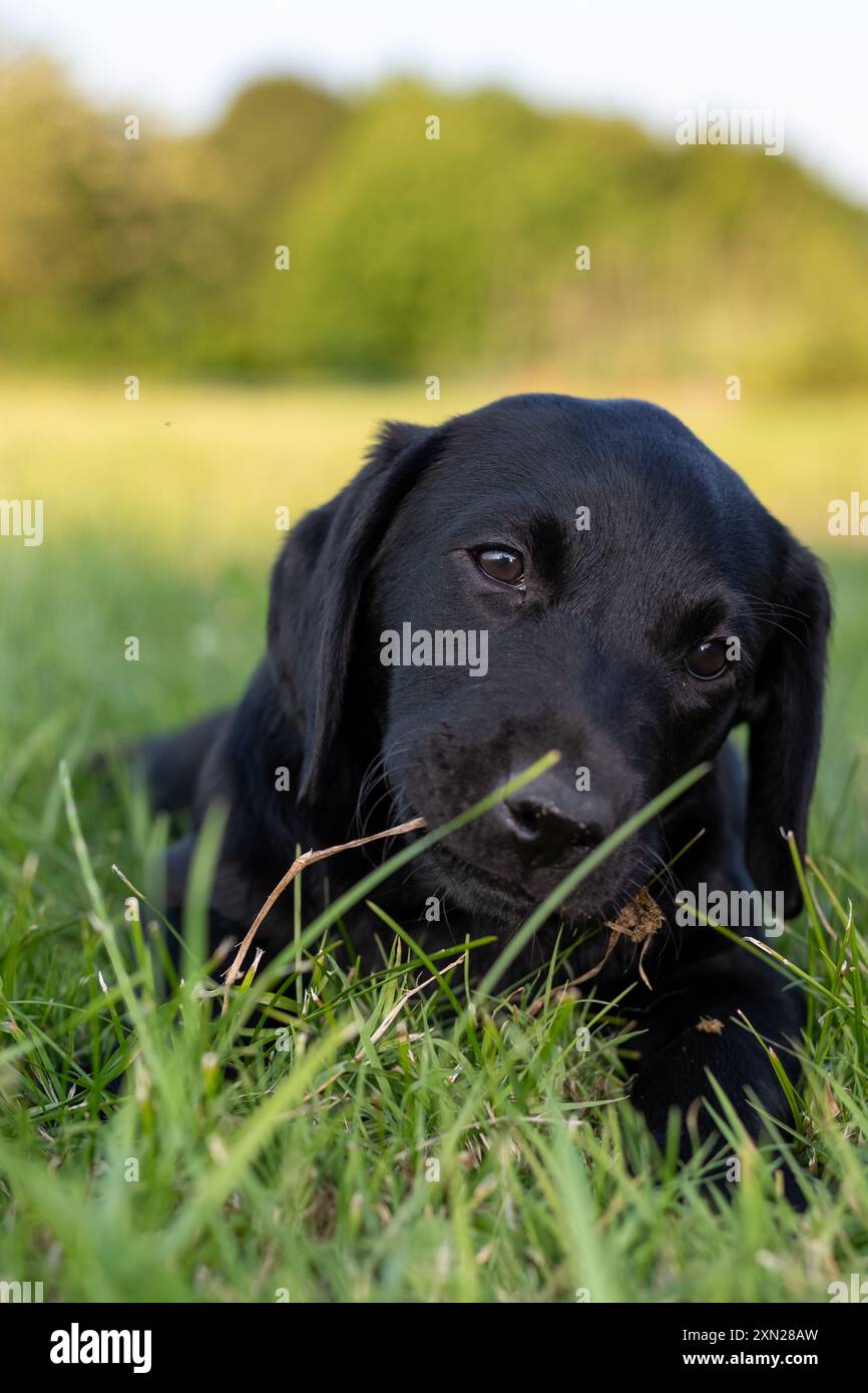 Cute portrait of an 8 week old black Labrador puppy laying down on the ...