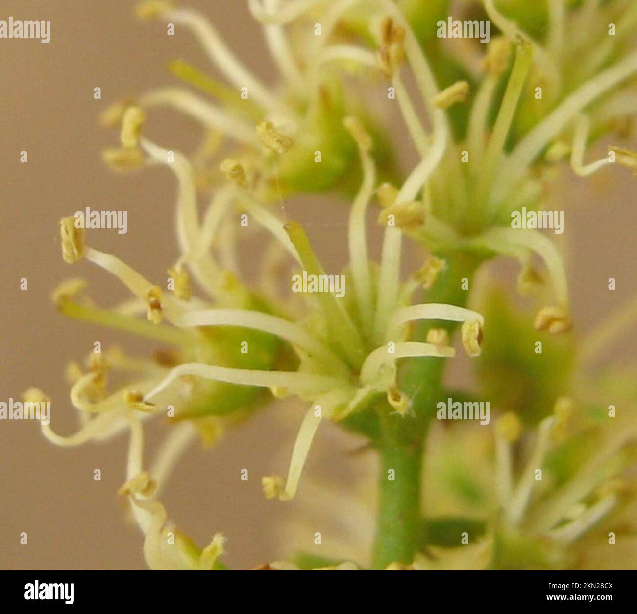 river bushwillow (Combretum erythrophyllum) Plantae Stock Photo - Alamy