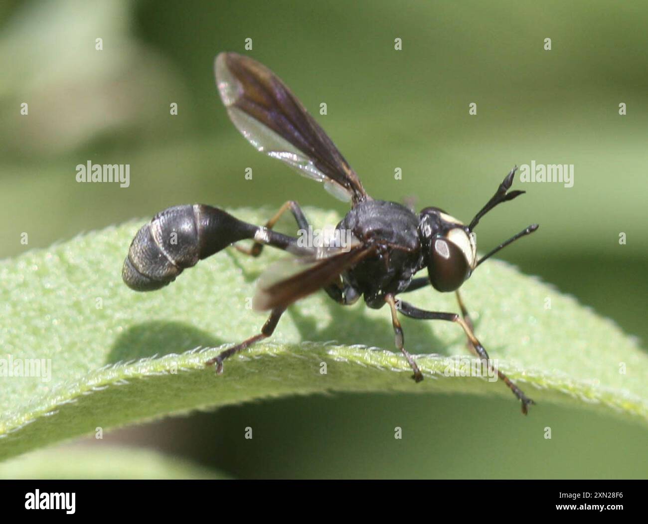 (Physocephala tibialis) Insecta Stock Photo - Alamy