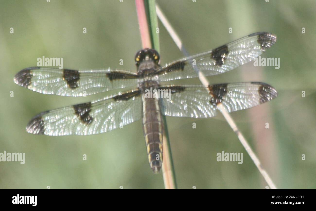 Twelve-spotted Skimmer (Libellula pulchella) Insecta Stock Photo - Alamy