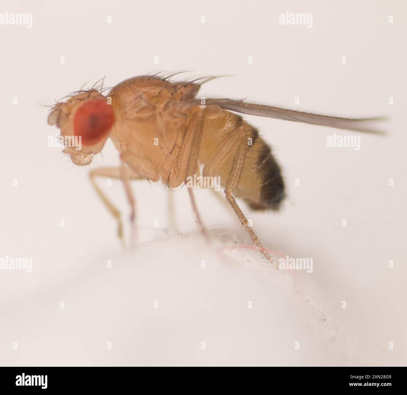 Common Fruit Fly (Drosophila melanogaster) Insecta Stock Photo - Alamy