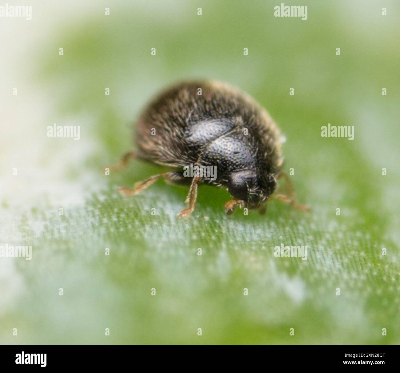 Spider Mite Destroyer (Stethorus punctum) Insecta Stock Photo - Alamy