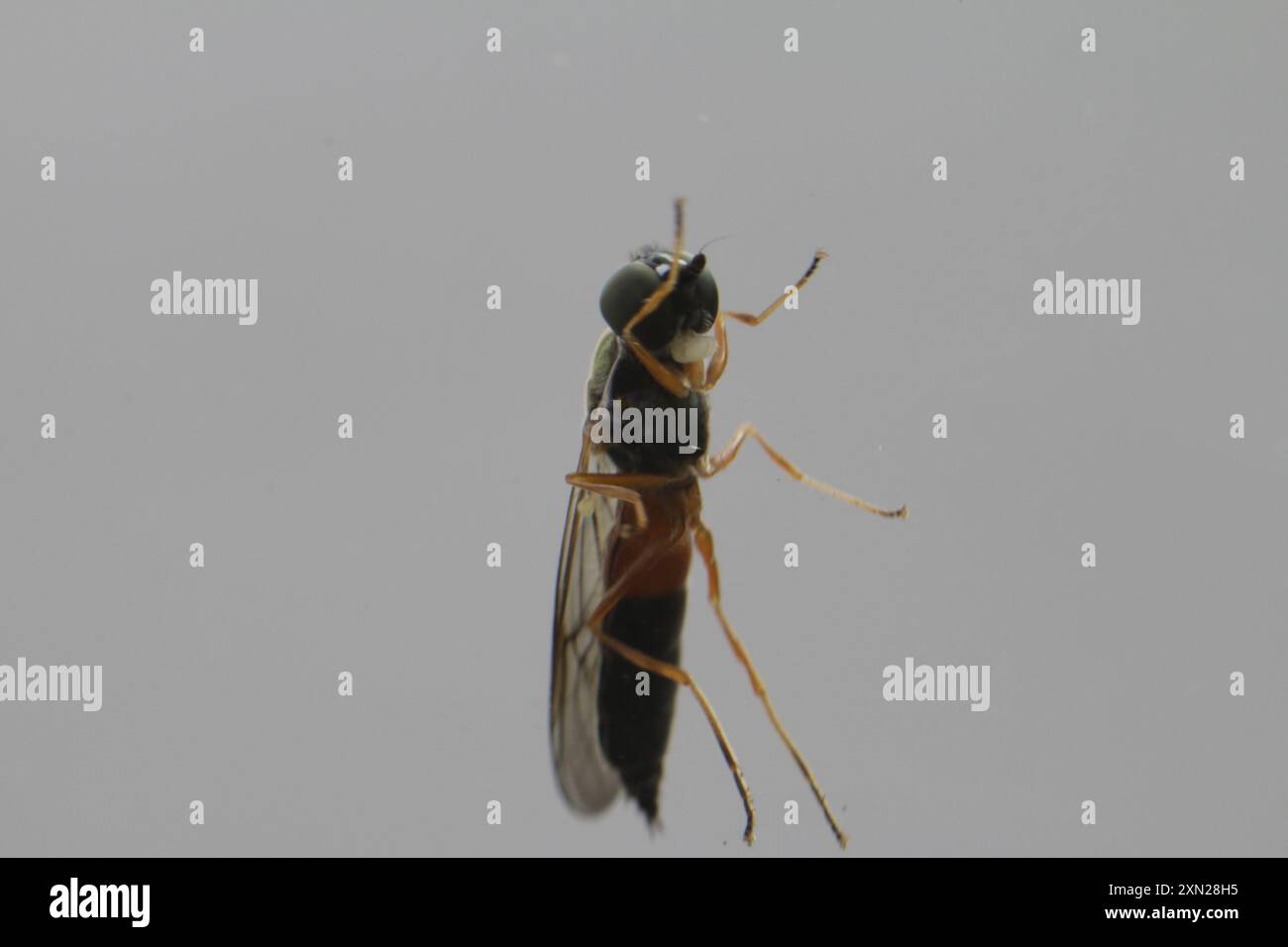 Twin-Spot Centurion Fly (Sargus bipunctatus) Insecta Stock Photo - Alamy