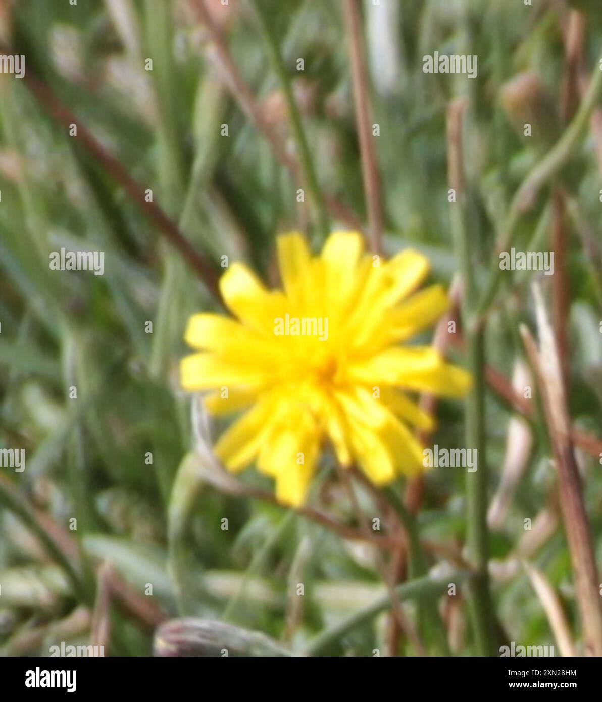 Autumn Hawkbit (Scorzoneroides autumnalis) Plantae Stock Photo - Alamy