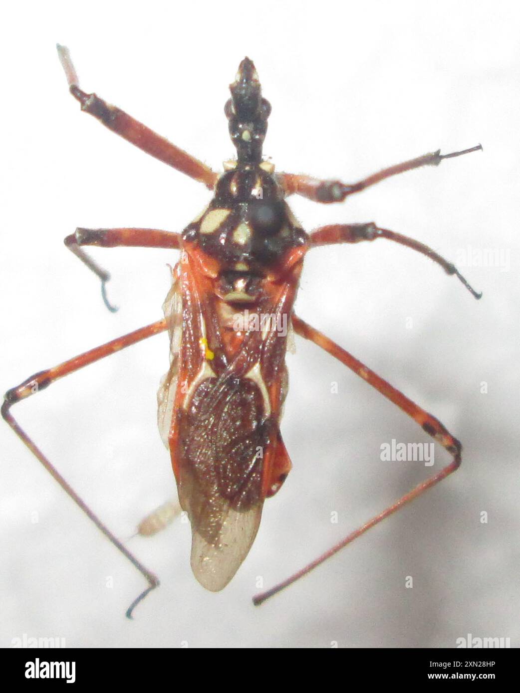 (Cosmolestes pictus) Insecta Stock Photo - Alamy