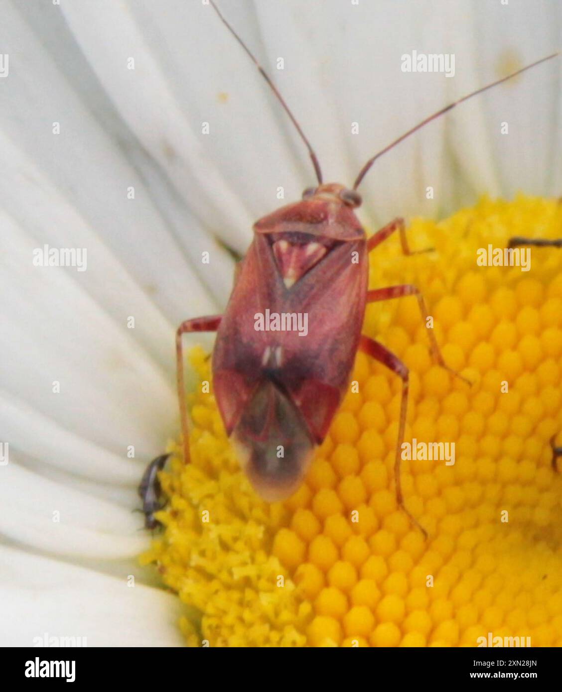 Lygus Bugs (Lygus) Insecta Stock Photo - Alamy
