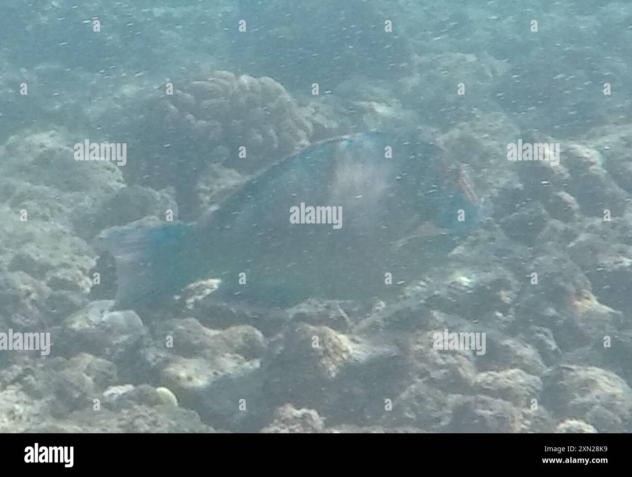 Parrotfishes (Scarini) Actinopterygii Stock Photo - Alamy