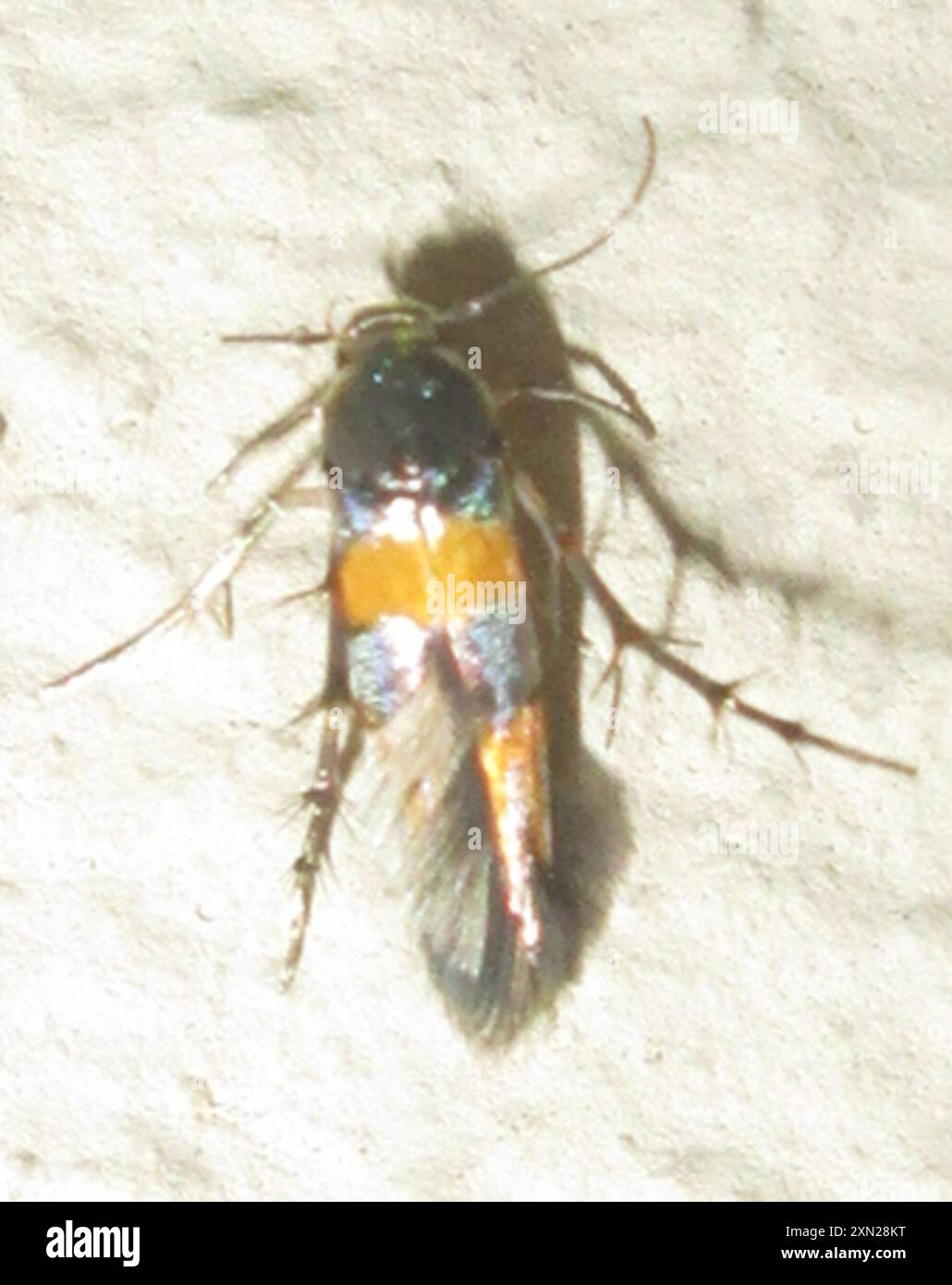 Feather-legged Moths (Stathmopodidae) Insecta Stock Photo - Alamy