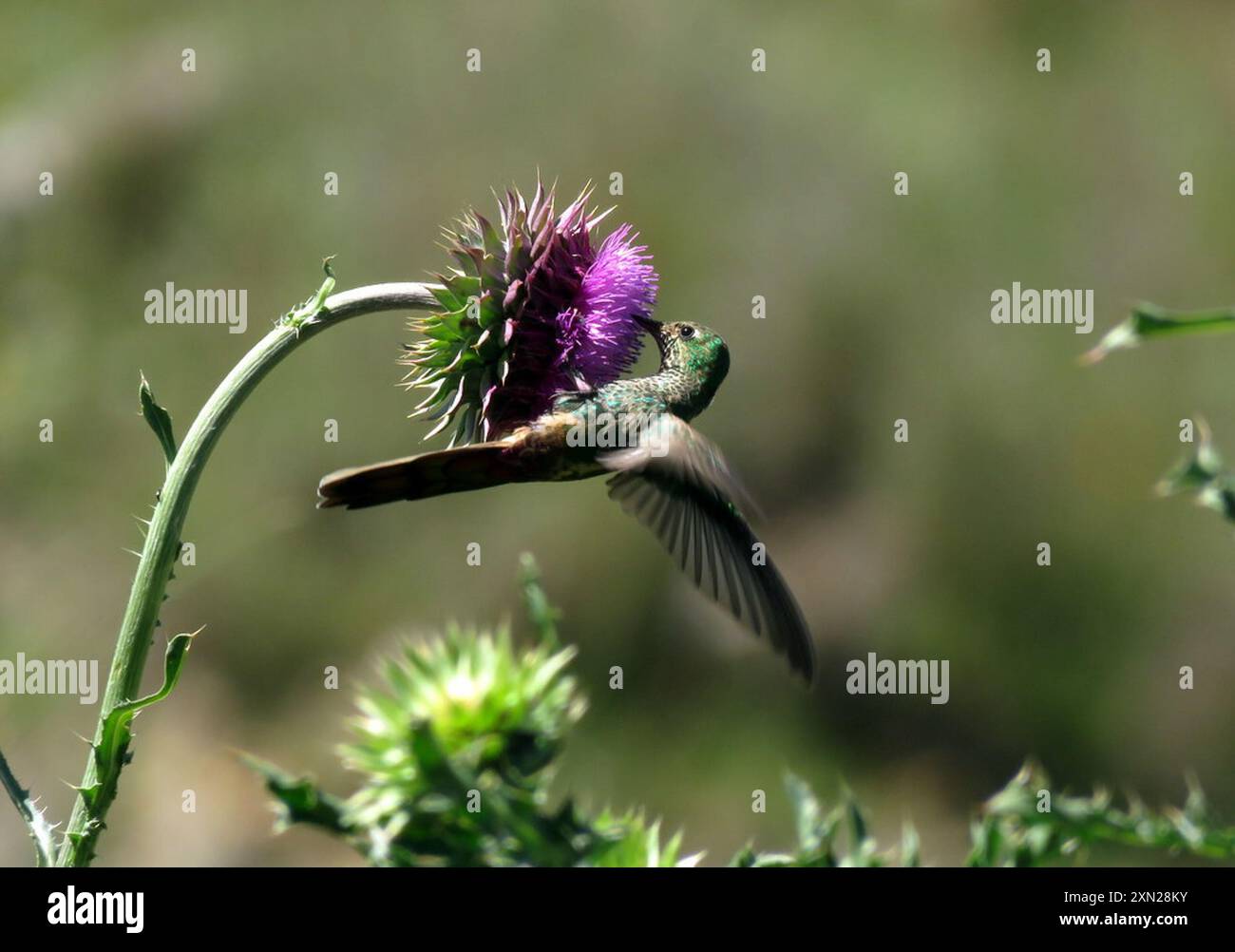 Red-tailed Comet (Sappho sparganurus) Aves Stock Photo - Alamy