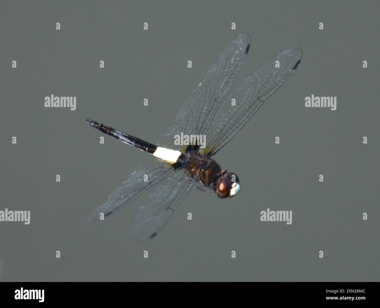 Jorina hi-res stock photography and images - Alamy