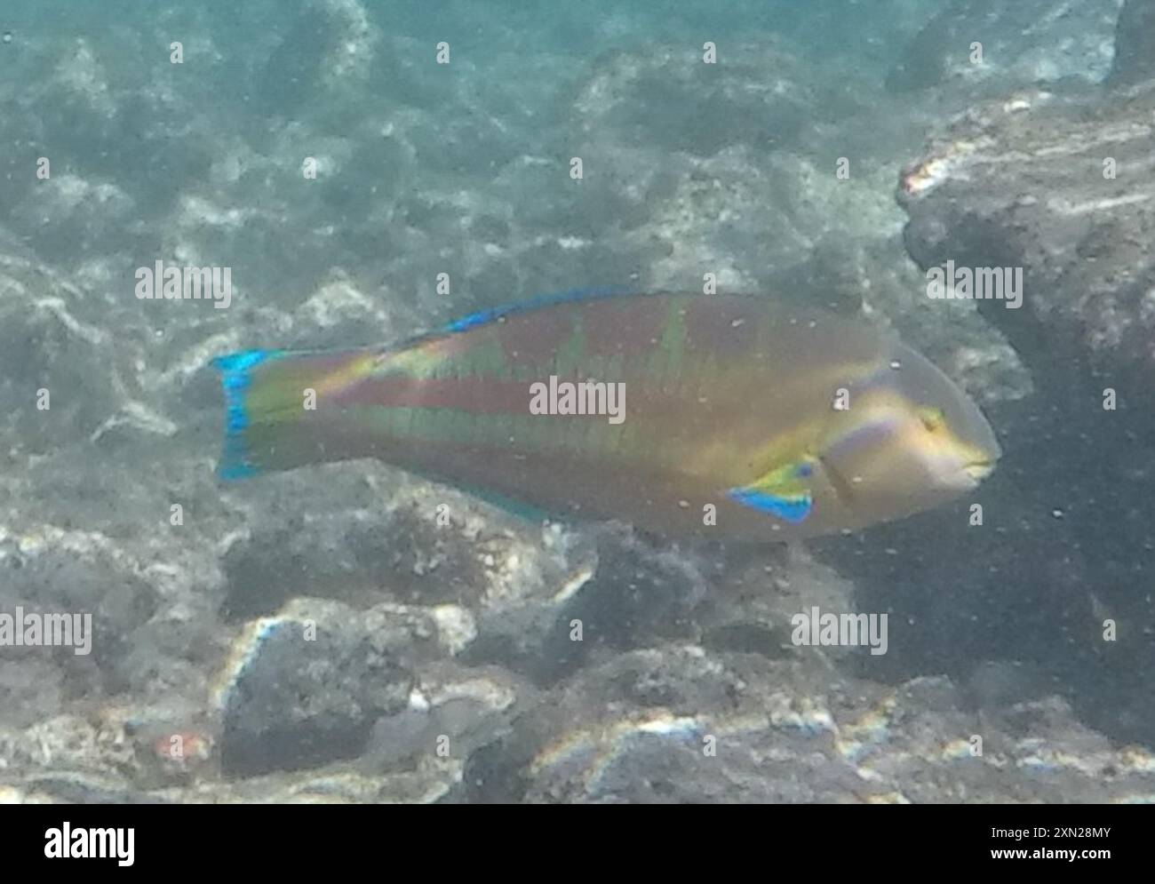 Christmas Wrasse (Thalassoma trilobatum) Actinopterygii Stock Photo - Alamy