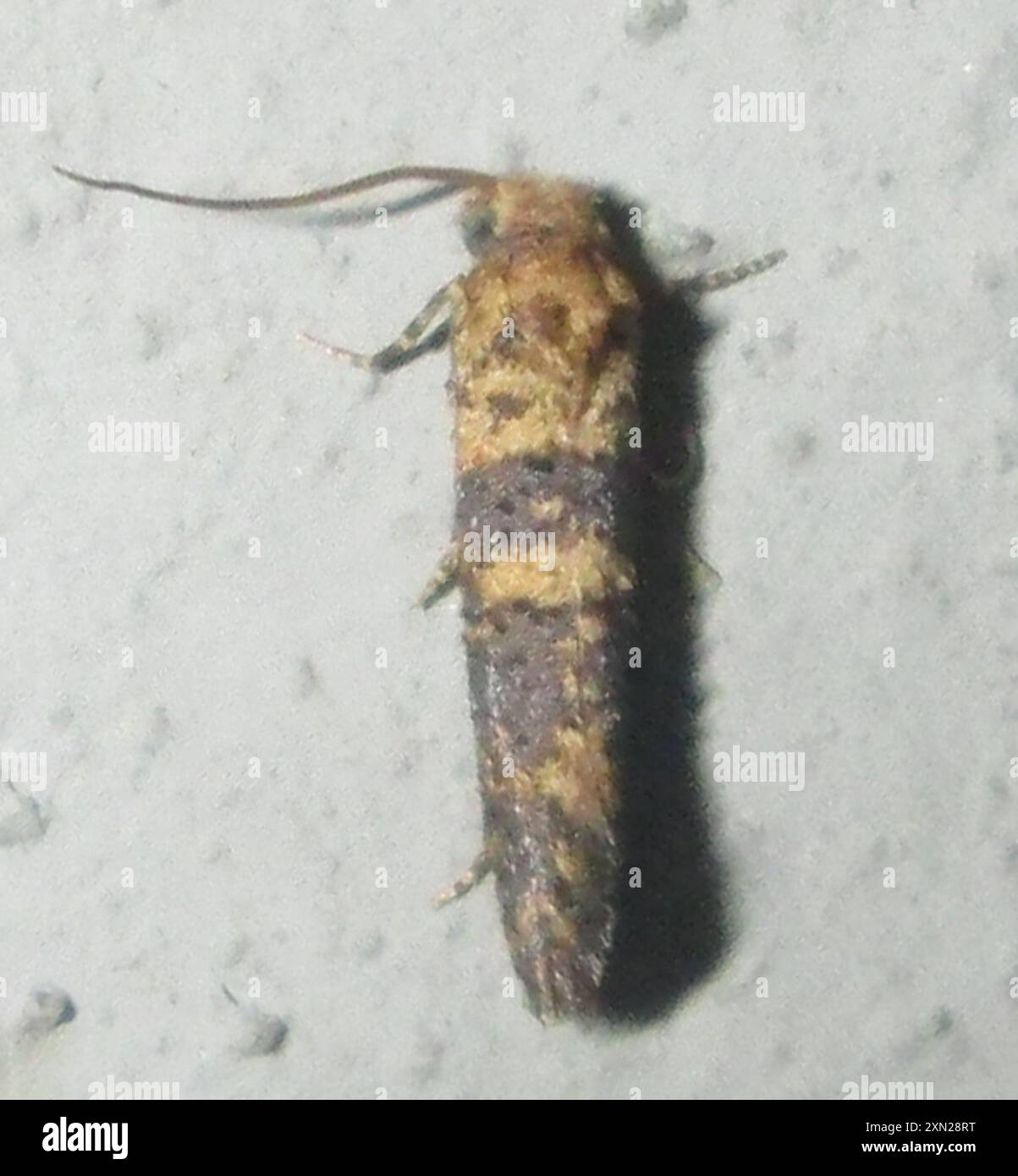 Fungus Moths, Clothes Moths, & Allies (Tineidae) Insecta Stock Photo ...