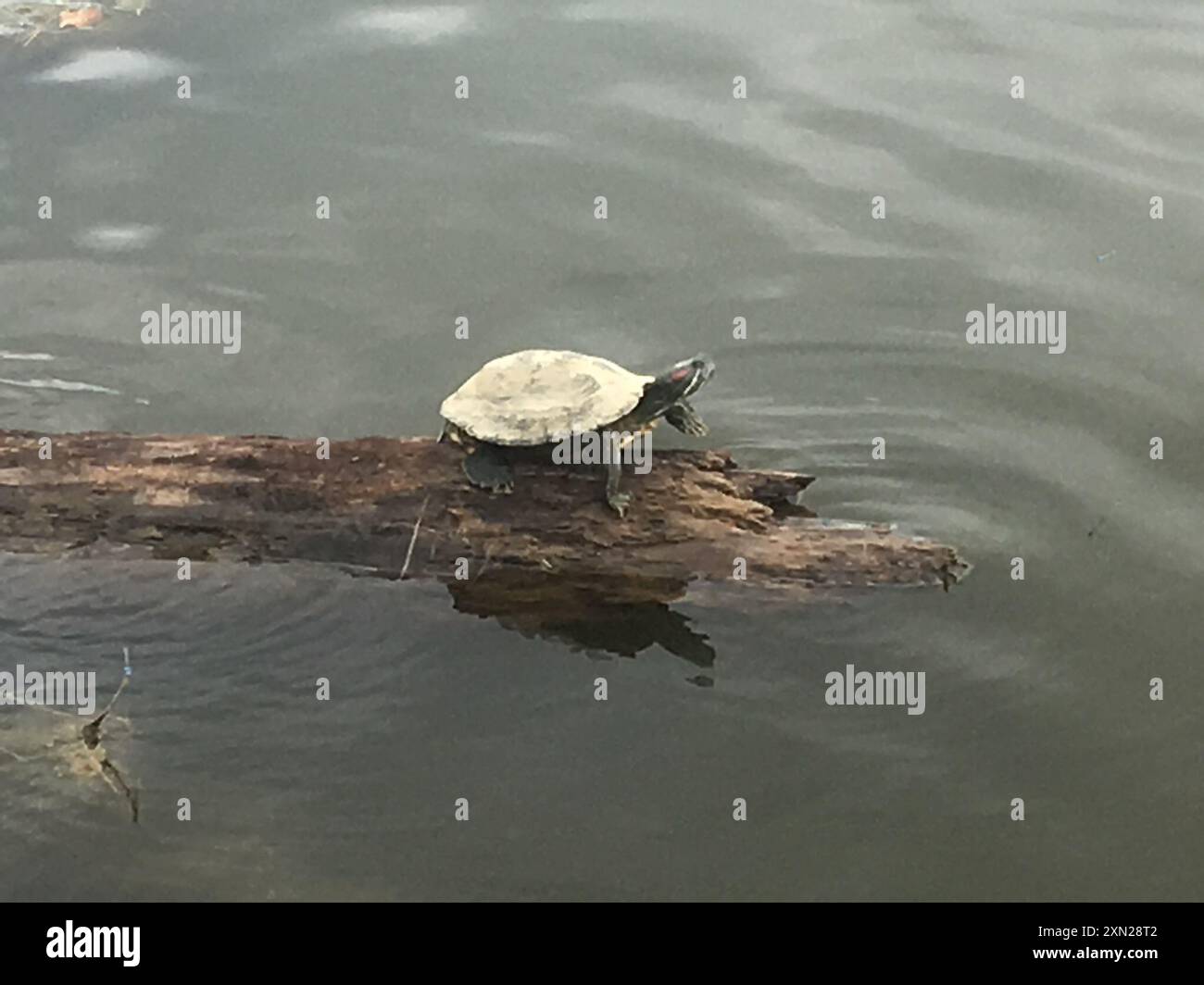 Red-eared Slider (Trachemys scripta elegans) Reptilia Stock Photo - Alamy
