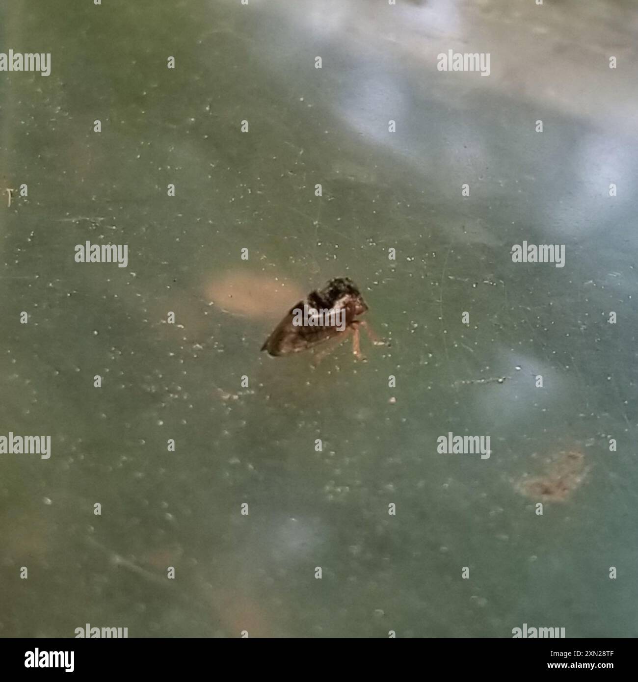 Typical Treehoppers (Membracidae) Insecta Stock Photo - Alamy