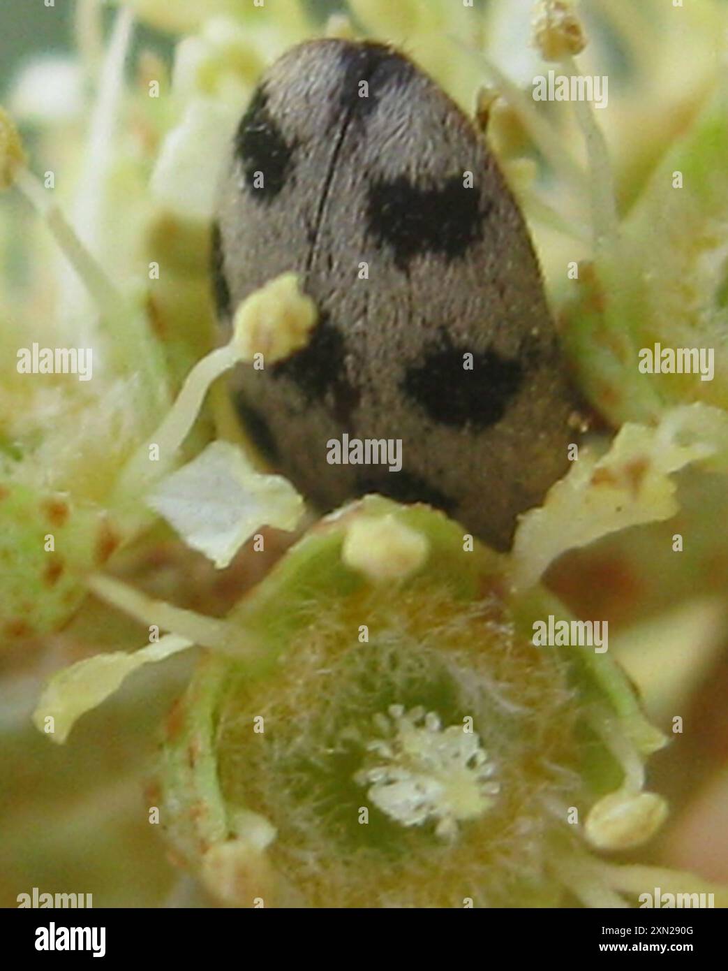 Skin Beetles (Dermestidae) Insecta Stock Photo - Alamy