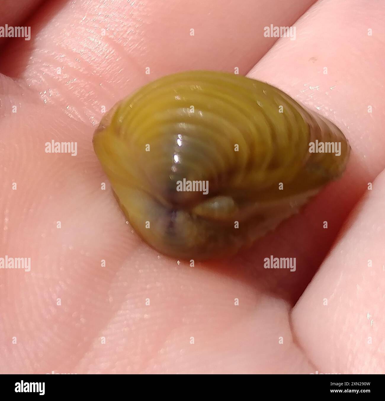 Asian Clam (Corbicula fluminea) Mollusca Stock Photo - Alamy