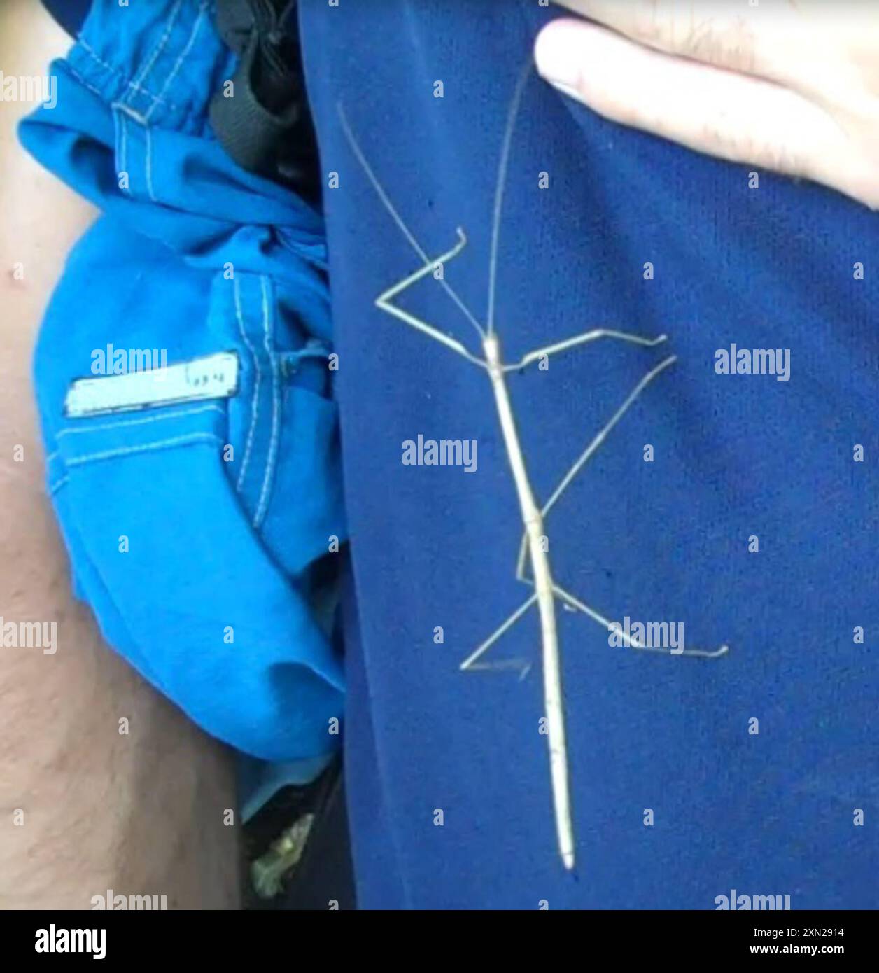 Stick Insects (Phasmida) Insecta Stock Photo - Alamy