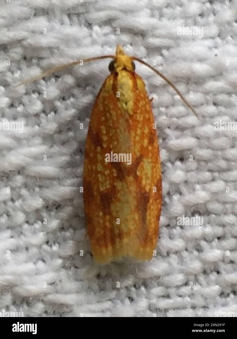 Sparganothis Fruitworm Moth (Sparganothis sulfureana) Insecta Stock ...