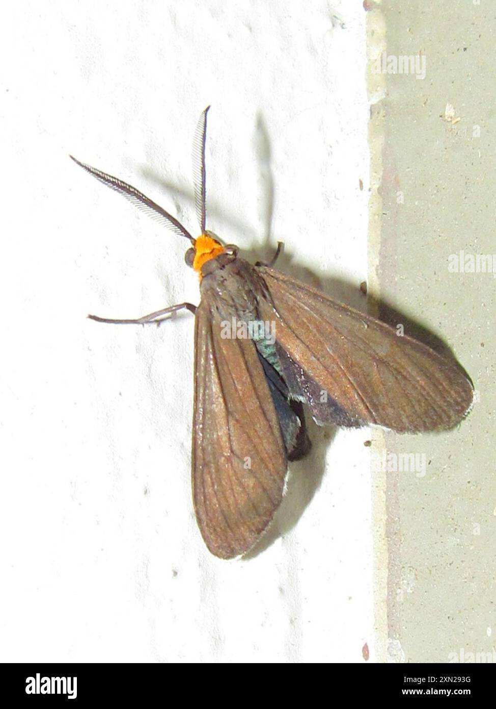 (Ctenucha rubriceps) Insecta Stock Photo - Alamy
