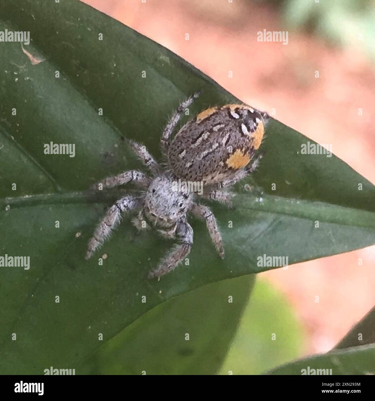 (Paraphidippus fartilis) Arachnida Stock Photo - Alamy