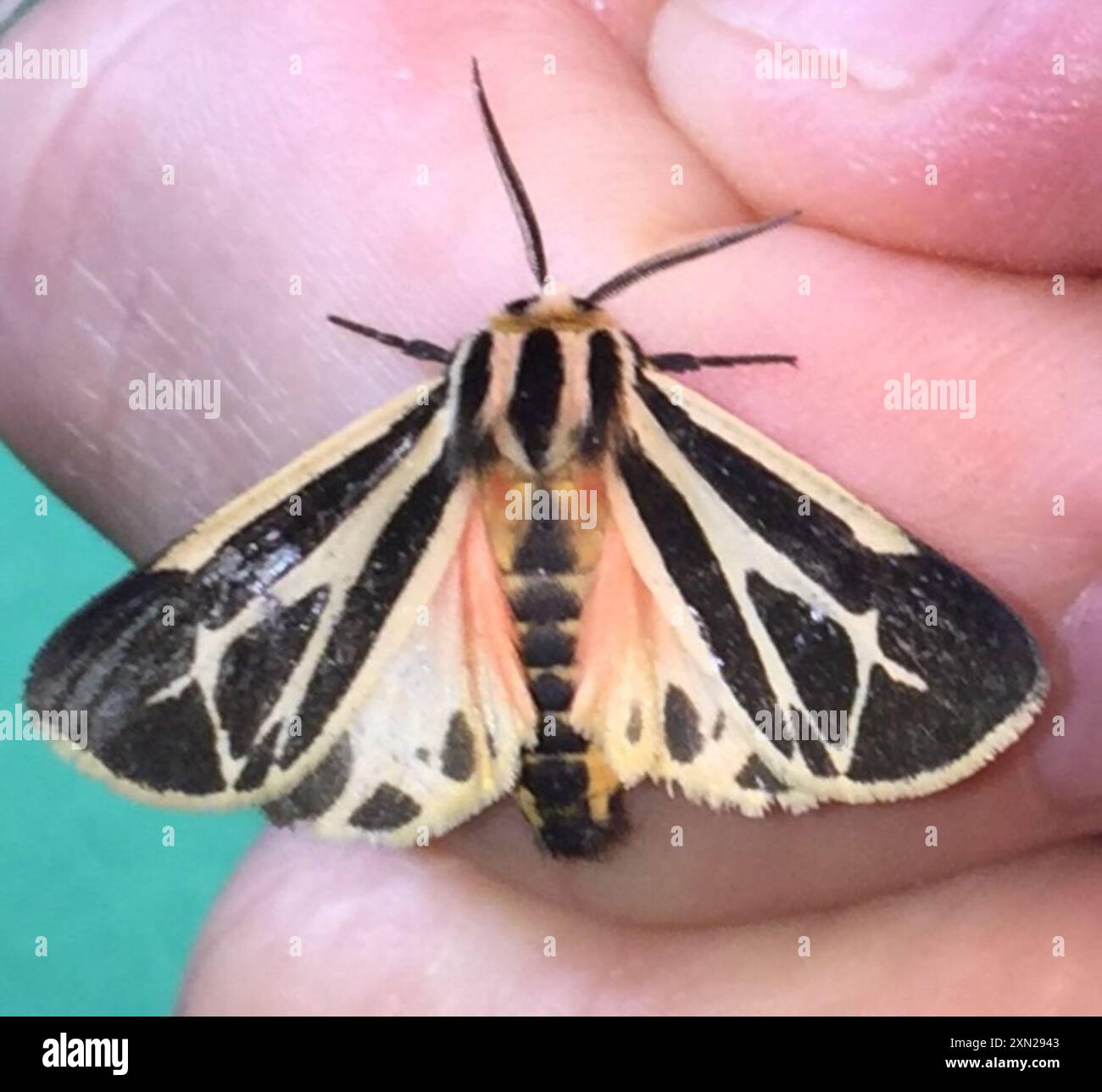 Harnessed Tiger Moth (Apantesis phalerata) Insecta Stock Photo - Alamy