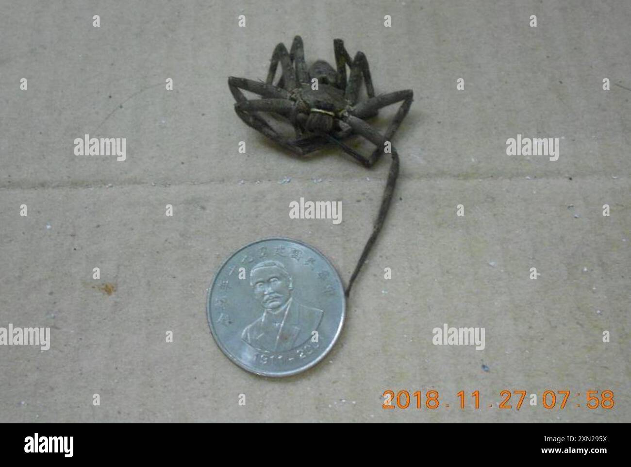 Pantropical Huntsman Spider (Heteropoda venatoria) Arachnida Stock ...