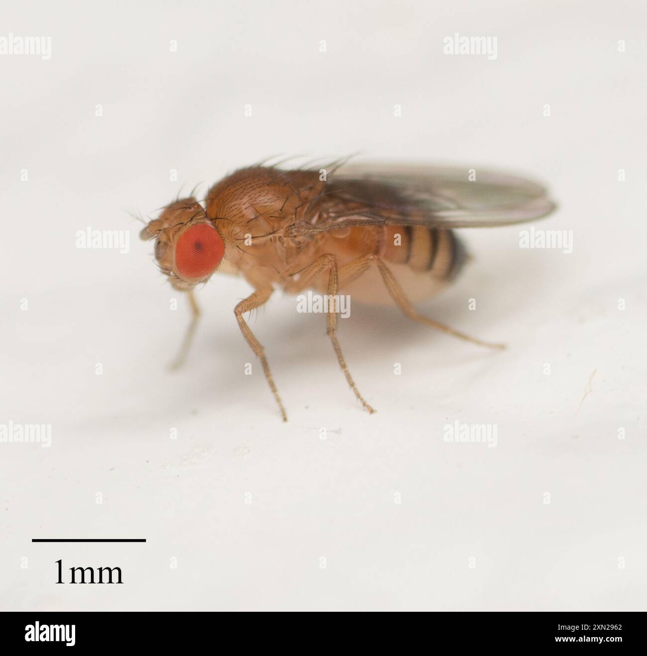 Common Fruit Fly (Drosophila melanogaster) Insecta Stock Photo - Alamy
