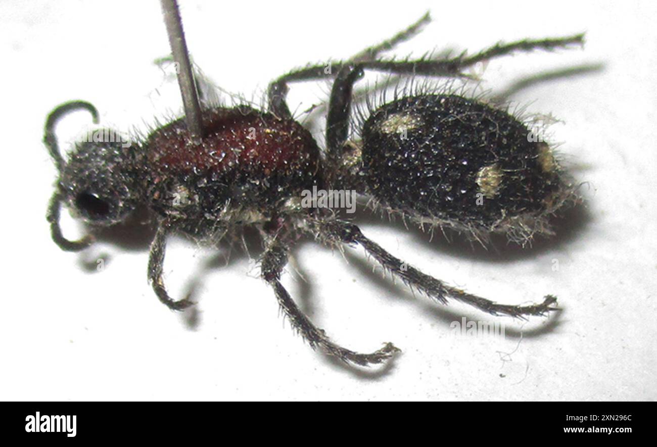 (Dasylabris filum) Insecta Stock Photo - Alamy