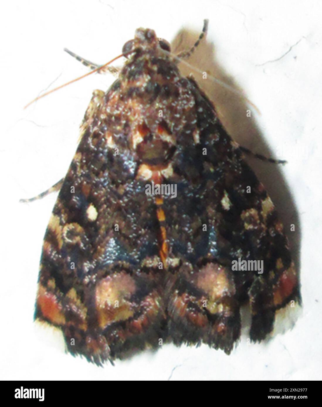 Owlet Moths and Allies (Noctuoidea) Insecta Stock Photo - Alamy