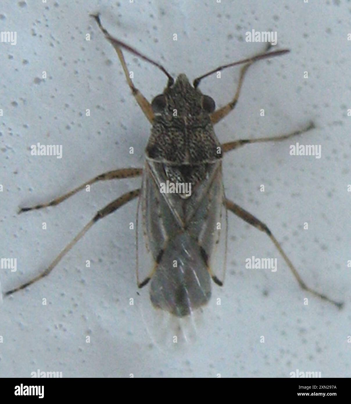 False chinch bugs (Nysius) Insecta Stock Photo - Alamy