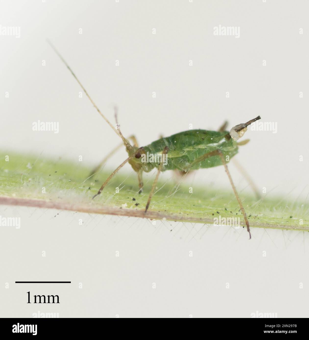 Grain Aphid (Sitobion fragariae) Insecta Stock Photo - Alamy