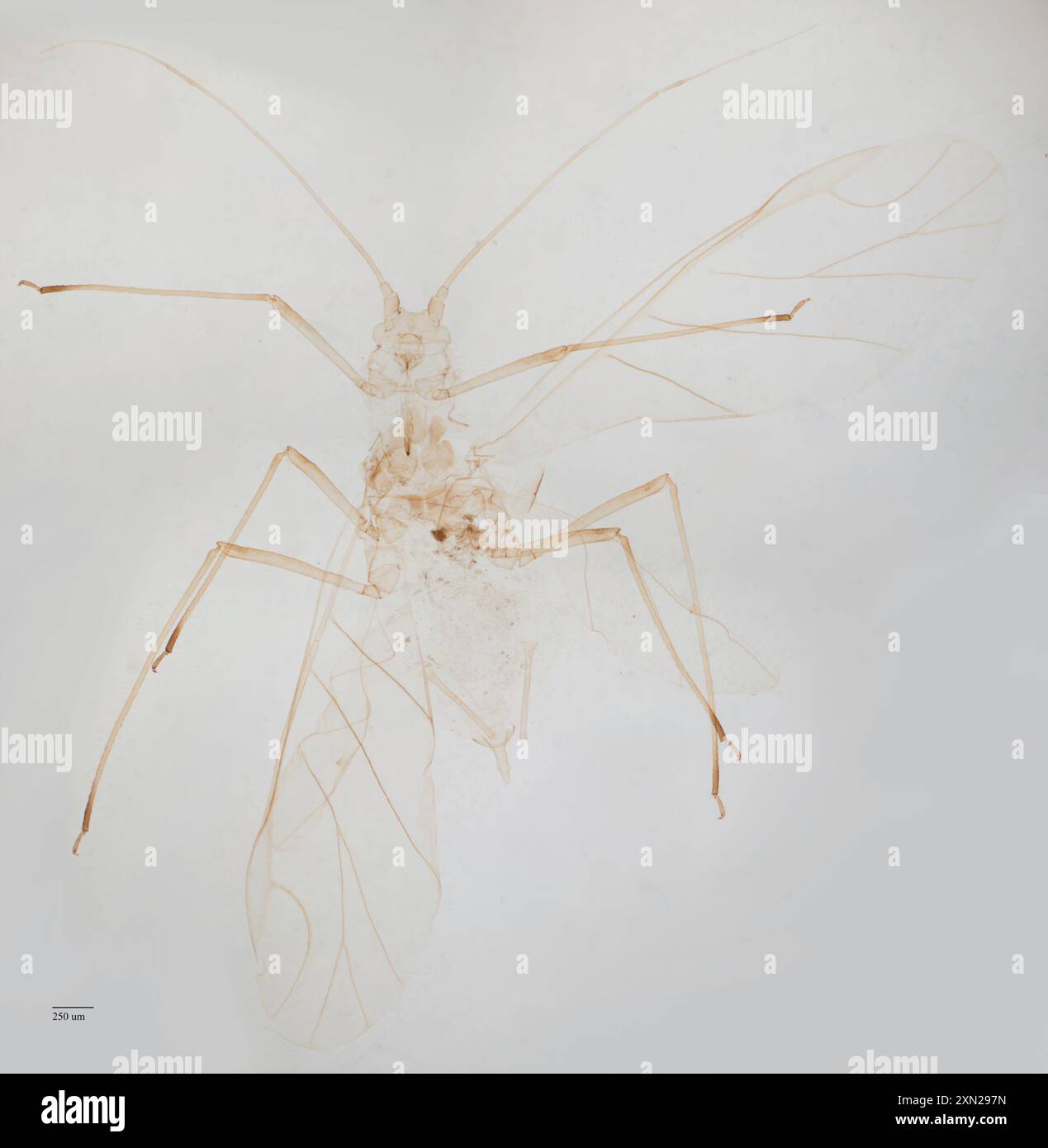 Blue Alfalfa Aphid (Acyrthosiphon kondoi) Insecta Stock Photo - Alamy
