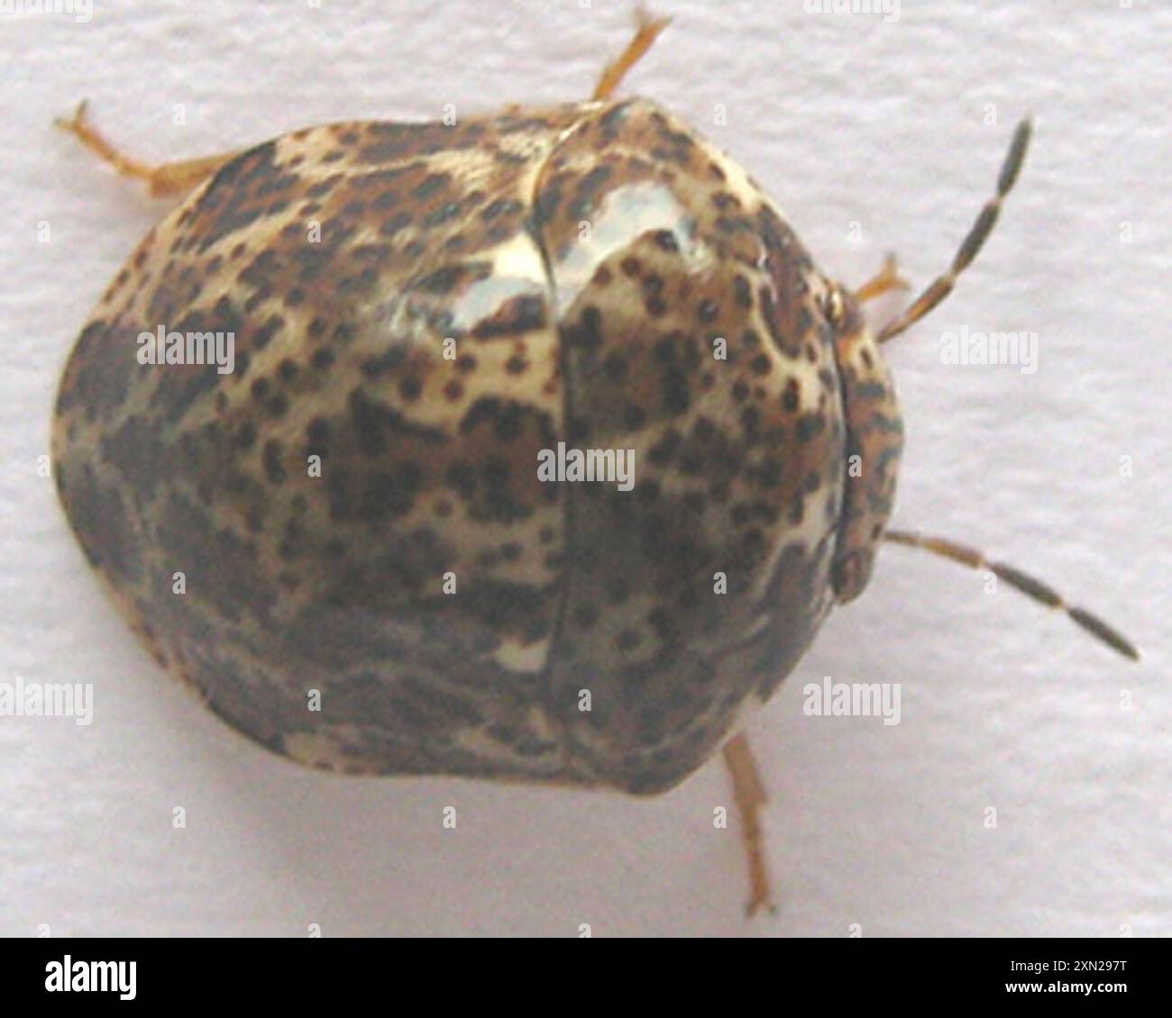 Sphaerocoris hi-res stock photography and images - Alamy