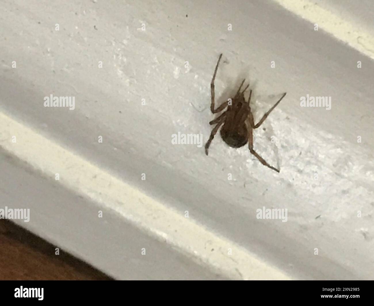 Triangulate Combfoot (Steatoda triangulosa) Arachnida Stock Photo - Alamy