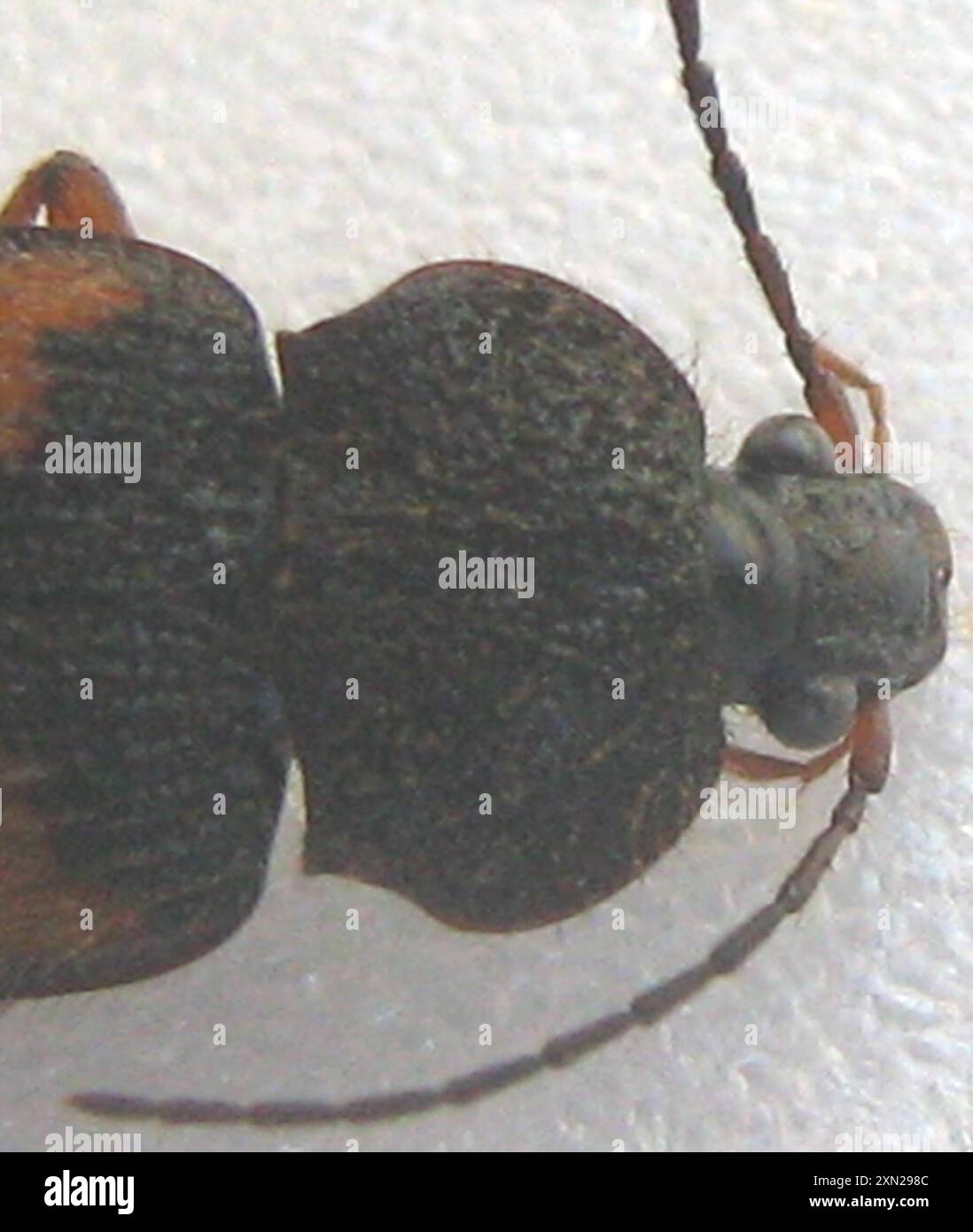 Yellow-spotted Ground Beetles (Craspedophorus) Insecta Stock Photo - Alamy