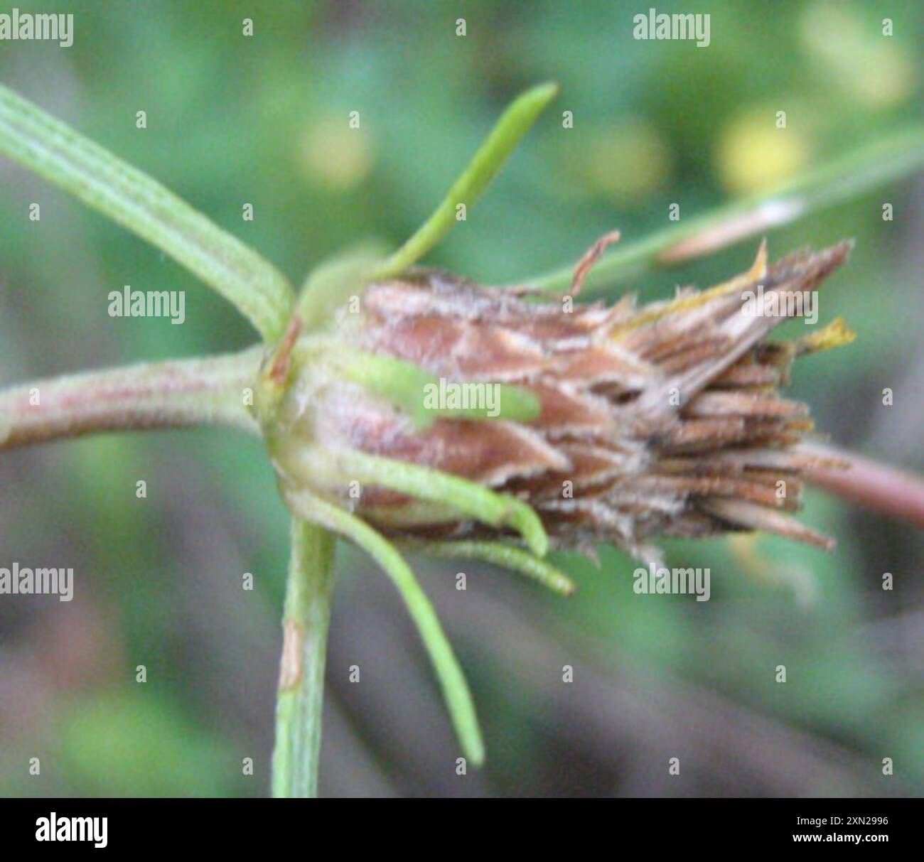 Common Vomitdaisy (Geigeria ornativa) Plantae Stock Photo - Alamy