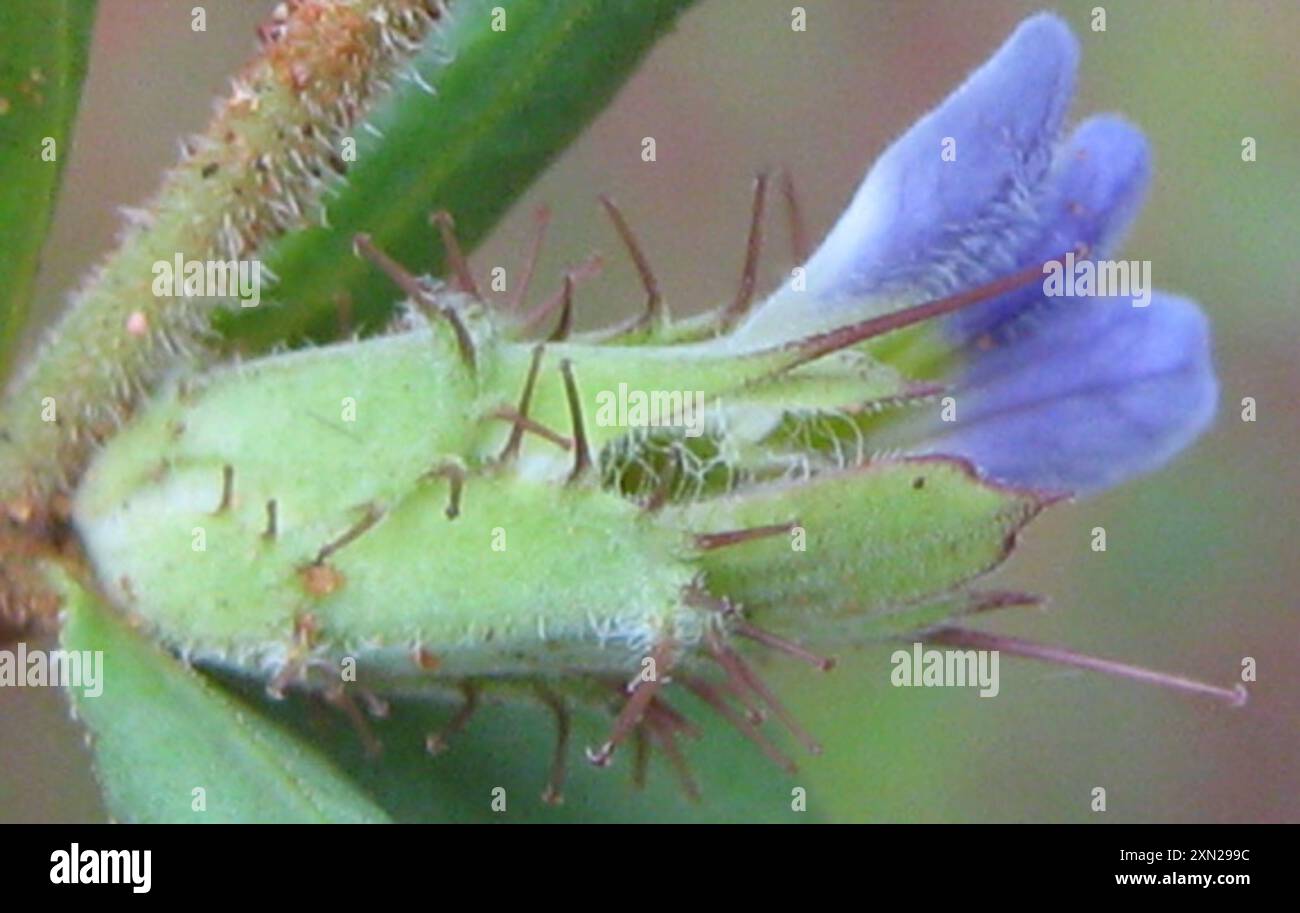 Narrow Lashes (Blepharis integrifolia) Plantae Stock Photo - Alamy