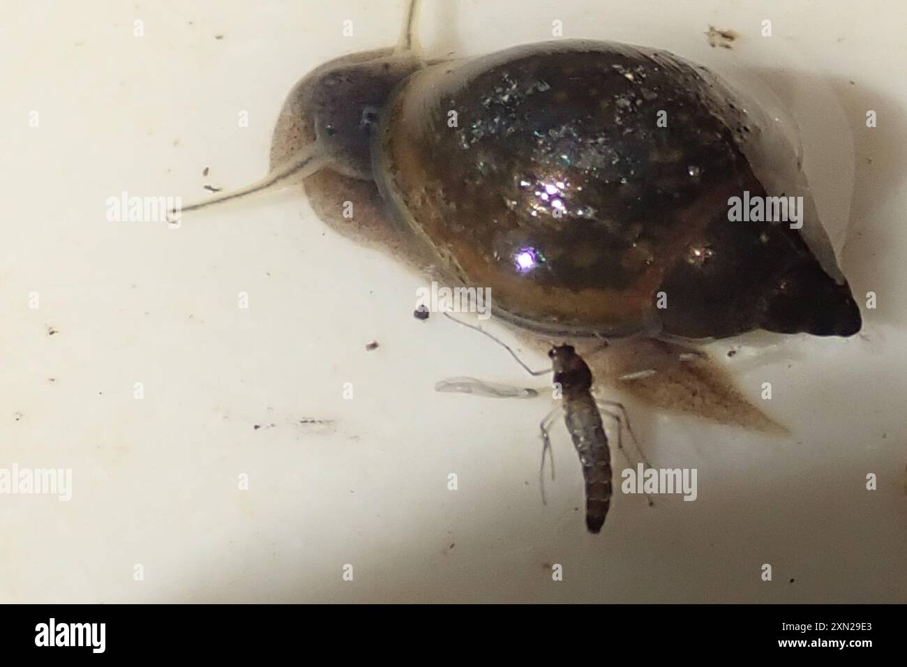 Acute Bladder Snail (Physella acuta) Mollusca Stock Photo - Alamy