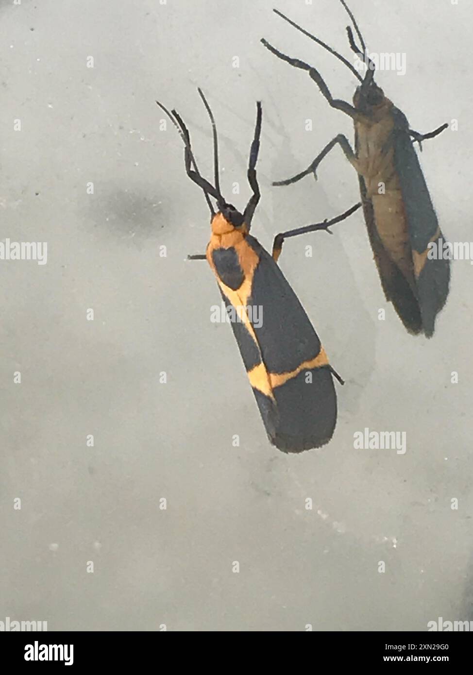 Thin-banded Lichen Moth (Cisthene tenuifascia) Insecta Stock Photo - Alamy