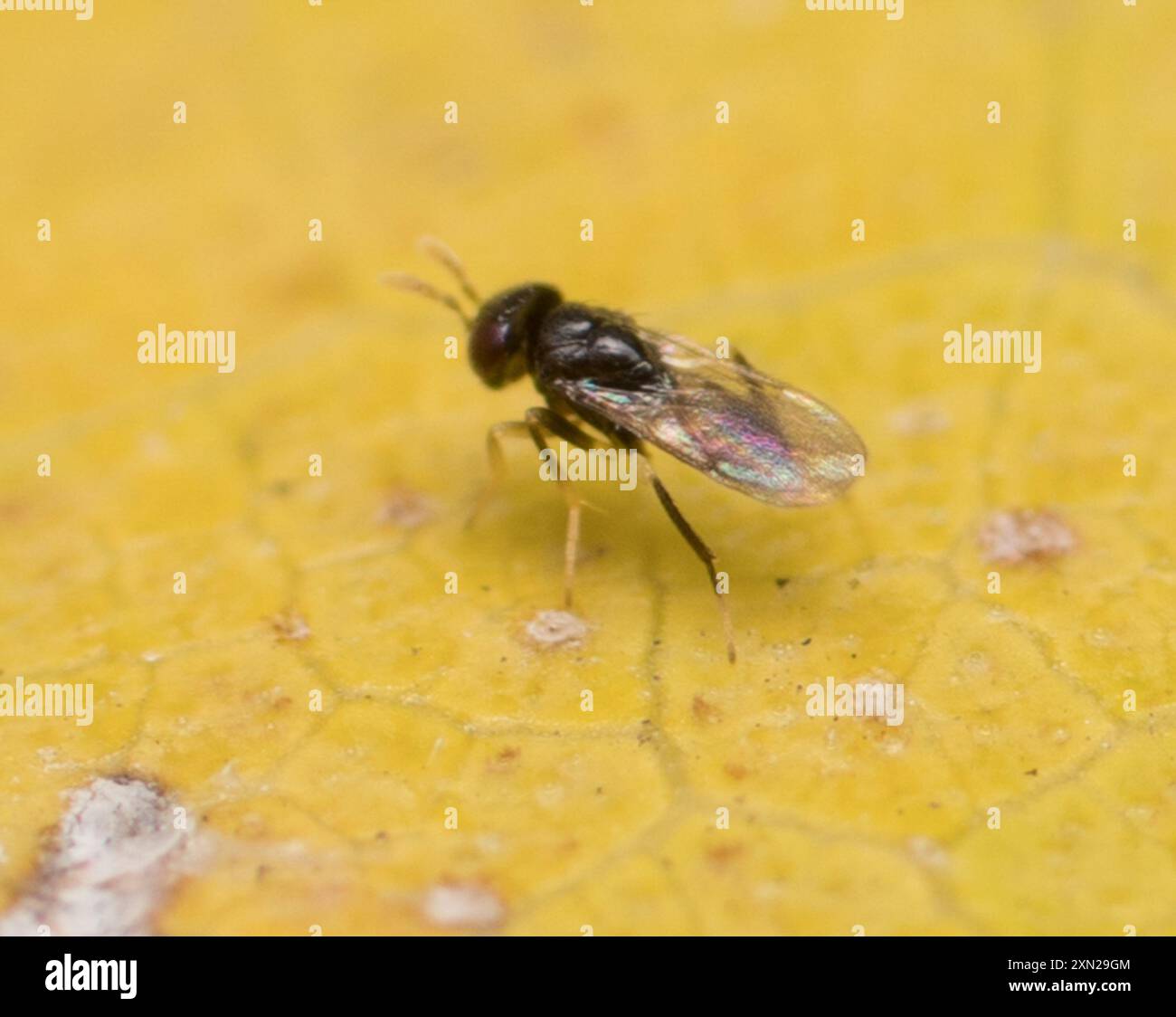 Chalcidoid Wasps (Chalcidoidea) Insecta Stock Photo - Alamy