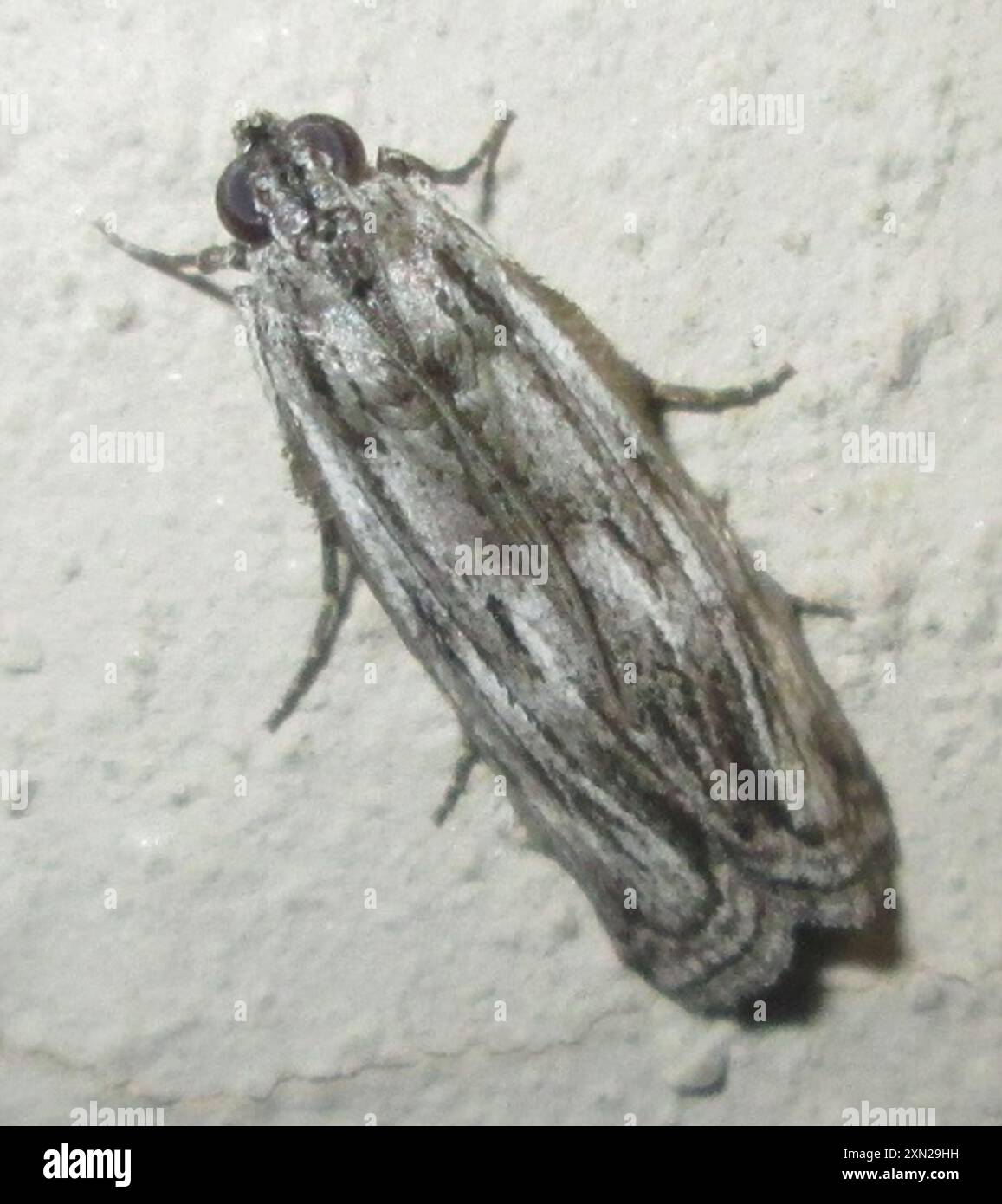 Knot-horn Moths (Phycitinae) Insecta Stock Photo - Alamy