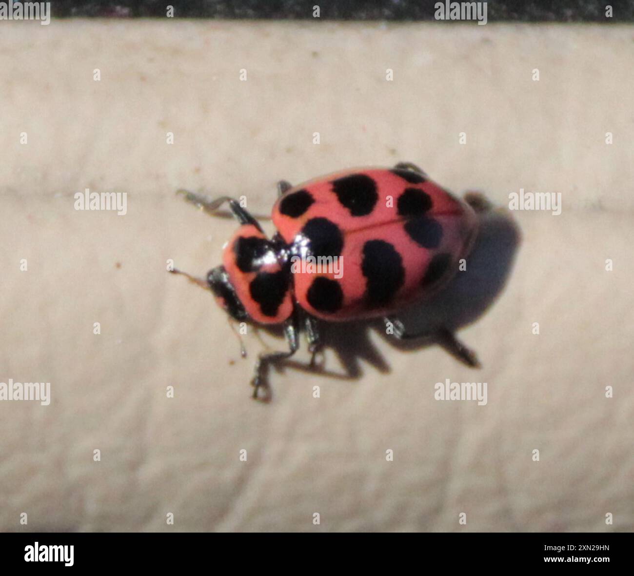 Spotted Pink Lady Beetle (Coleomegilla maculata) Insecta Stock Photo ...