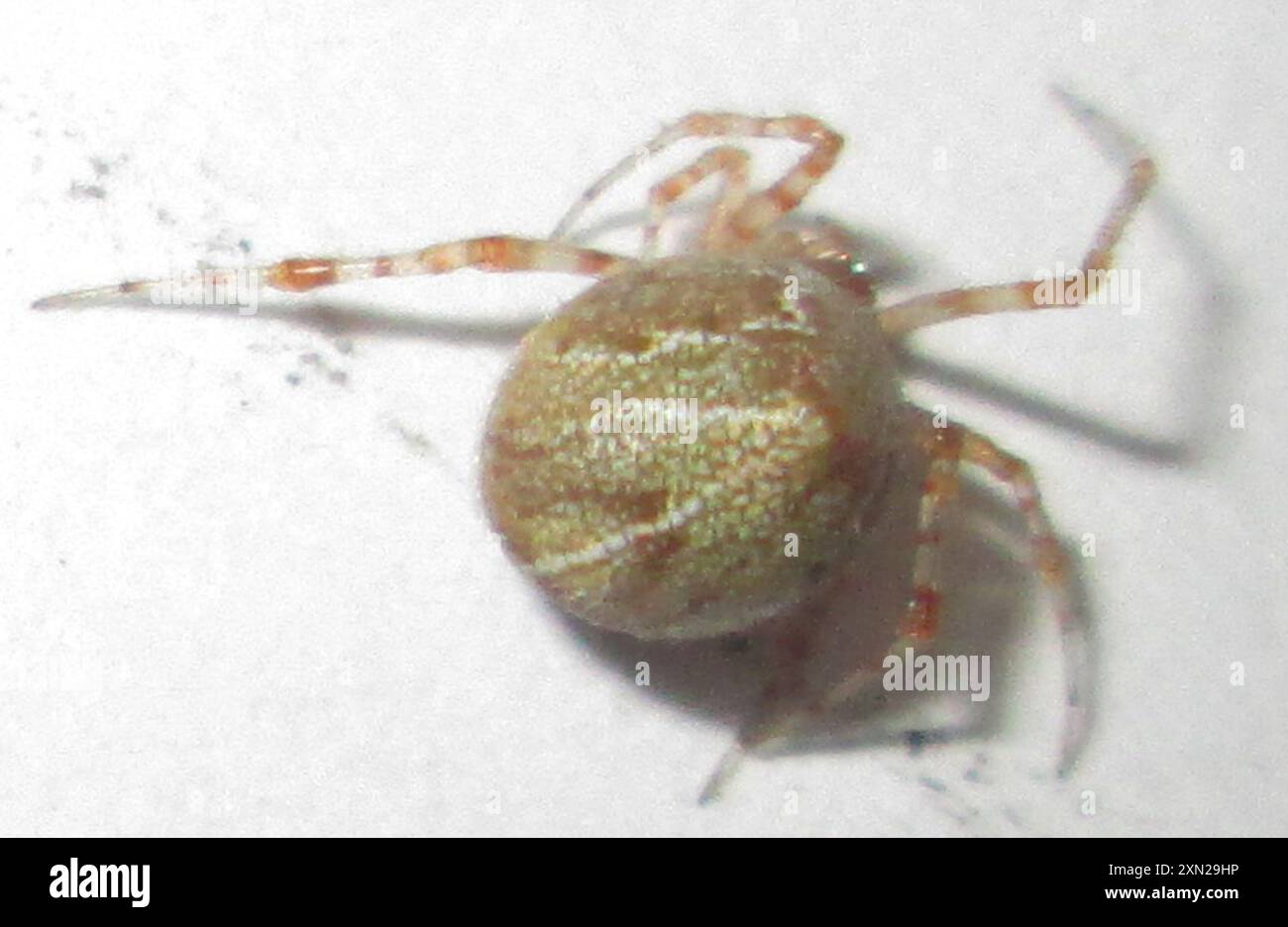 Comb-footed Spiders (Theridiidae) Arachnida Stock Photo - Alamy
