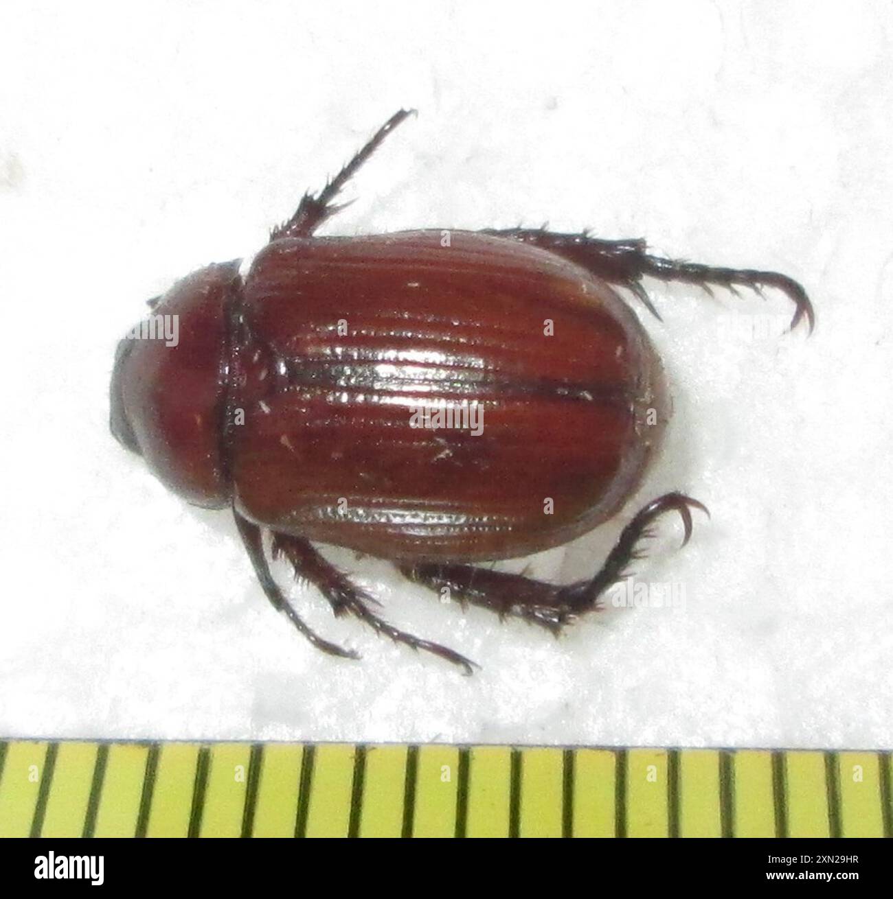 Scarabs, Stag Beetles, and Allies (Scarabaeoidea) Insecta Stock Photo ...