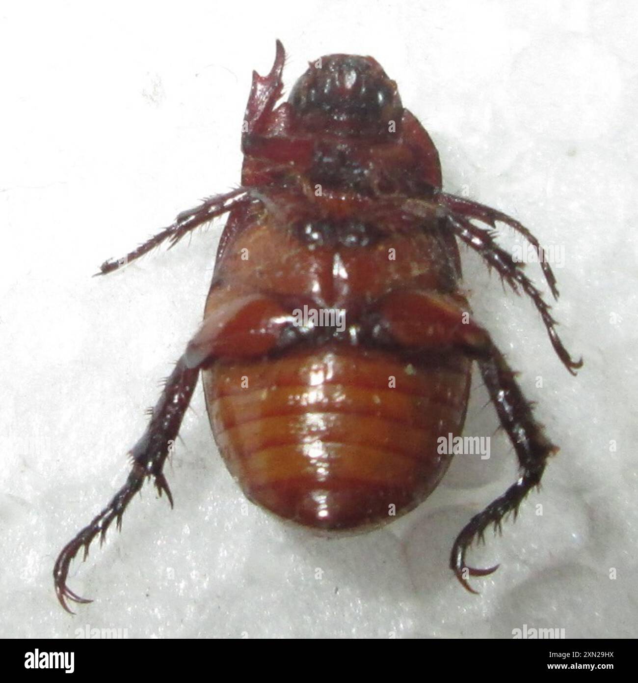 Scarabs, Stag Beetles, and Allies (Scarabaeoidea) Insecta Stock Photo ...